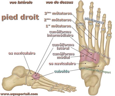 Cunéiforme Définition Et Explications