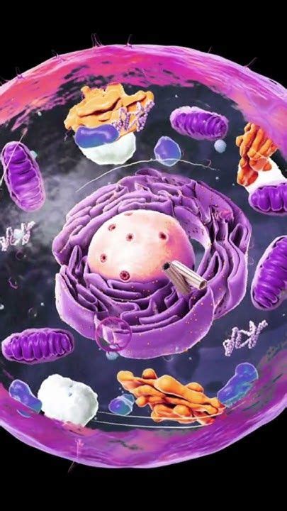 A Incrível Estrutura Celular Curiosidades Stemcell Biology Célula