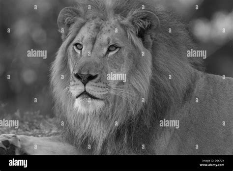 African Male Lion Stock Photo Alamy