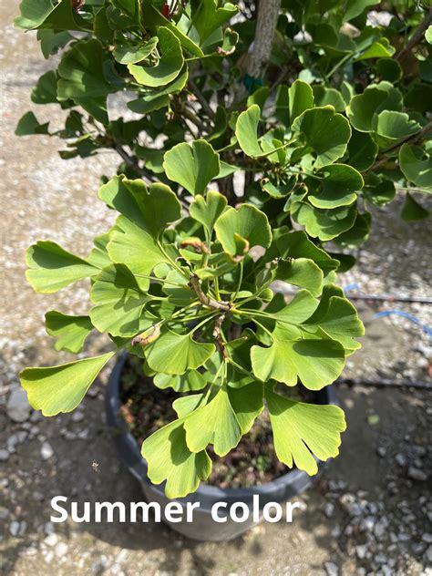 Ginkgo Biloba Autumn Gold Autumn Gold Maidenhair Tree Plumline
