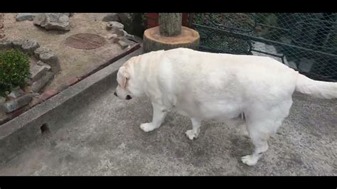 래브라도리트리버 산이연이 마무리하자 수고했어 👍 💕 굿 Youtube