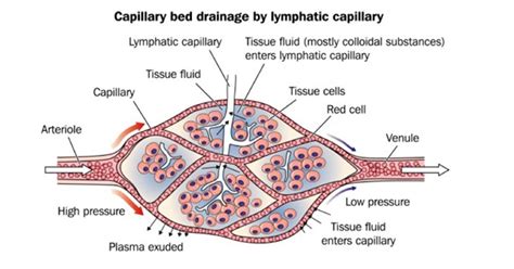 Applied Anatomy And Physiology In Wound Care