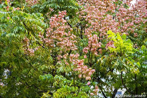 LM16812 欒樹 台灣欒樹 欒樹果實 果實 蒴果 秋天 台北市 北投區 新北投捷運站 七星公園 a photo on Flickriver