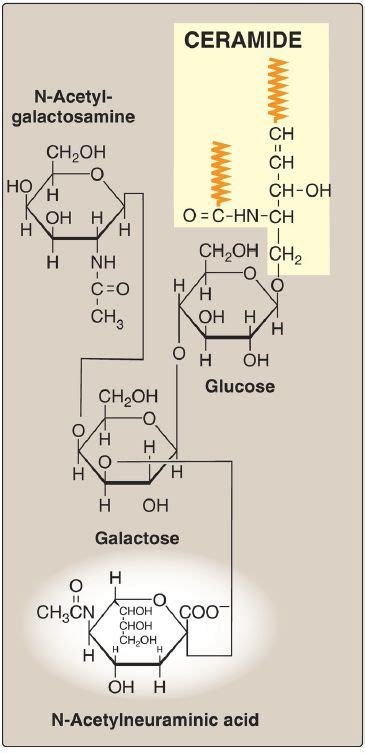 Glycosphingolipid Structure