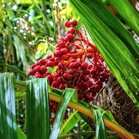 Plantsnap Identify Plants Trees Mushrooms With An App