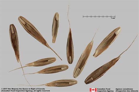 Lolium Temulentum L Idseed