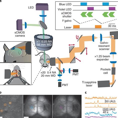 Design Of A Dual Axis Microscope For Simultaneous Mesoscopic And Download Scientific Diagram