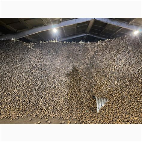 Картофель оптом Россия Алтайский край — Agro Kazakhstan