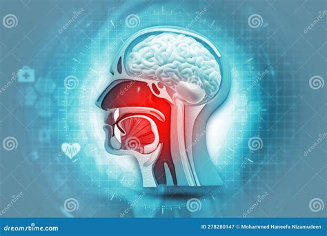 Human Head Cross Section Stock Illustration Illustration Of Healthy 278280147