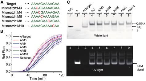 A Dna Sequence Of Fully Matched Target And The Strand With A