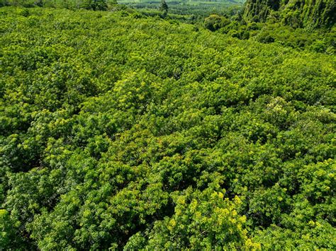 Vista Aérea Cámara De Dron Bosques Tropicales árboles Ecología Con