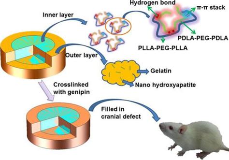 基于立体复合物pdla Plla和明胶的混合水凝胶用于骨再生 Journal Of Applied Polymer Science X Mol