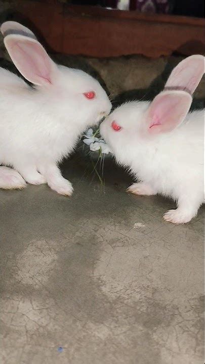So Cute Cute Rabit In My Home😘😘😘🥰😍 Youtube