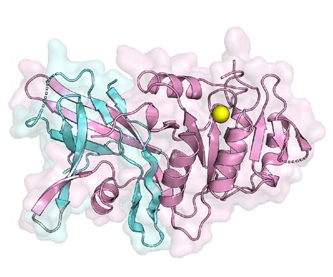 Enzymes Structure Classification And Function