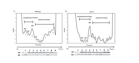 Analysis Of Polysome Profiles Equivalent Amounts Of Total Cell Lysate Download Scientific