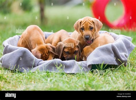 Cute Ridgeback Puppies