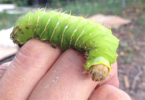 Polyphemus Moth Caterpillar Diet Raising