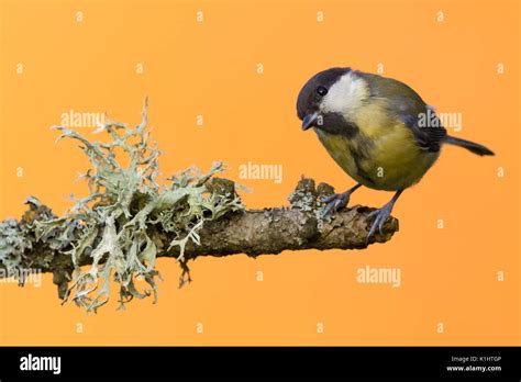 Horizontal Photo Of Female Great Tit Bird Which Is Perched On Dry