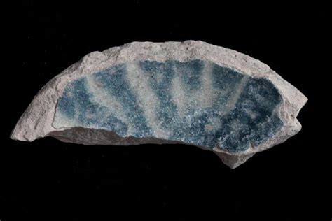 Fragment Unknown Vanda Explore The Collections