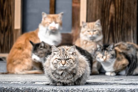 ゲームにおける「野良」の意味とは