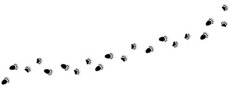 Premium Vector Path Of Bear Footprints Tracks Of Paw Prints Of Bear Panda Grizzly Bear