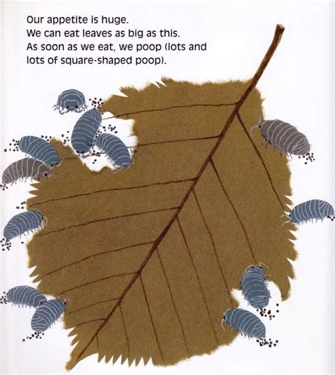 Meet The Pill Bugs Tiny And Cute Crustaceans