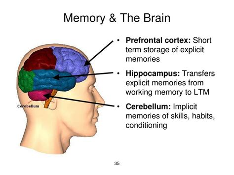Ppt Memory Iv Memory Systems Amnesia Powerpoint Presentation Free Download Id 236446