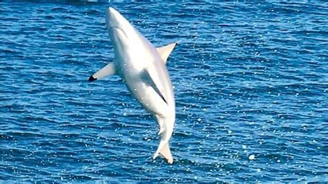 Flying Sharks Can Jump 6 Feet Out Of The Water