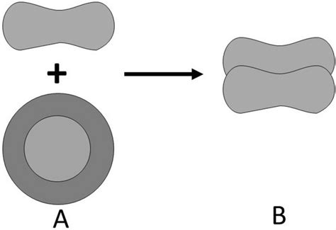 Two By Two Aggregation Process Download Scientific Diagram