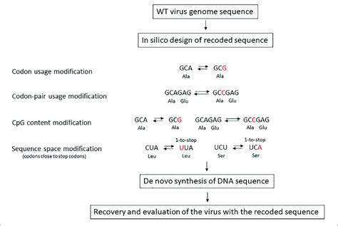 Methods For Genome Synonymous Recoding Four Main Strategies Have