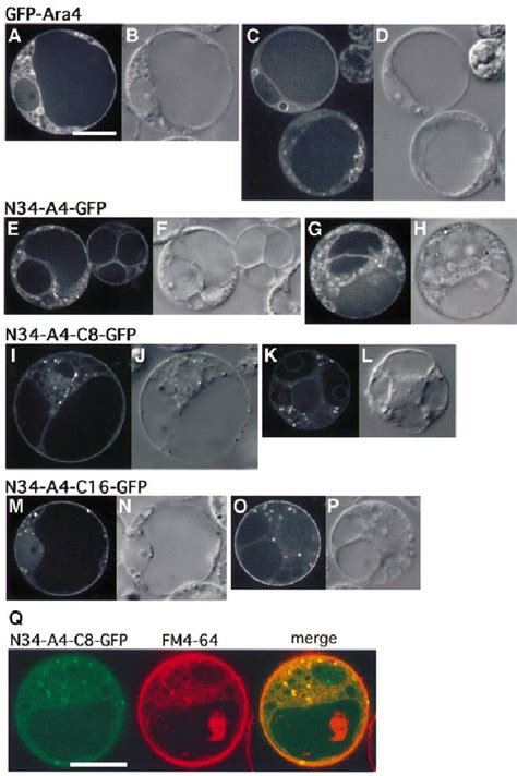 Subcellular Localization Of Chimeric Proteins Expressed Transiently In Download Scientific