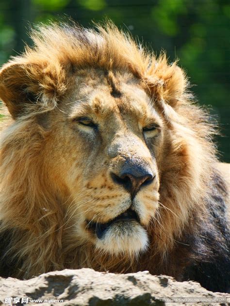 狮子摄影图 野生动物 生物世界 摄影图库 昵图网