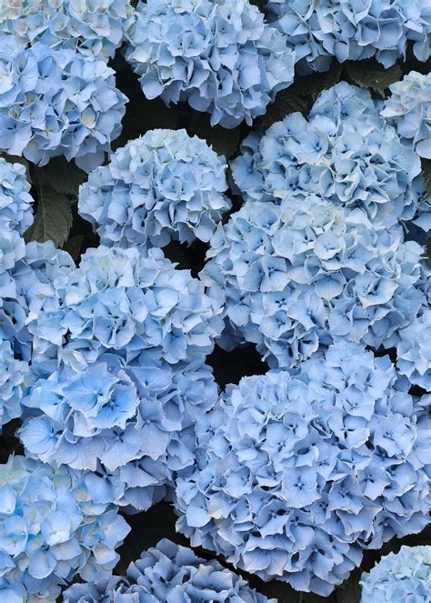 Blue Bon Bons Portrait In 2024 Blue Hydrangea Flowers Light Blue