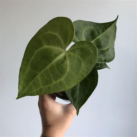 Identify Anthurium Rplants