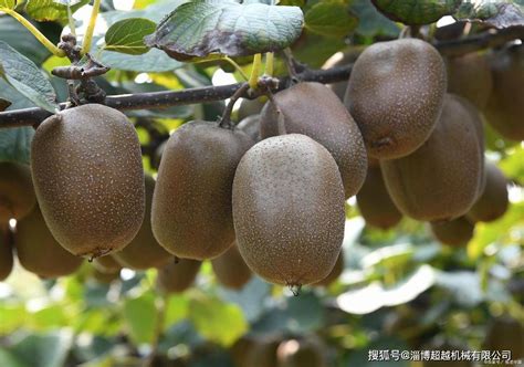 山东种植猕猴桃首选博山猕猴桃品种，博山猕猴桃苗木质量是重中之重