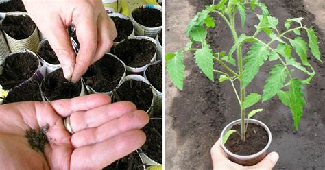 რა უნდა გააკეთოს დისახლისმა ნერგის დარგვამდე