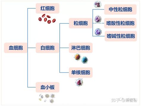 谷谷带你读懂报告单之血常规 知乎