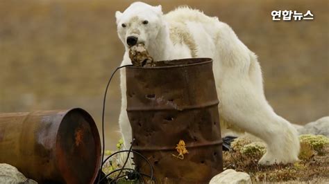 [현장영상] 털 빠지고 뼈 드러나고 쓰레기통 뒤지는 북극곰