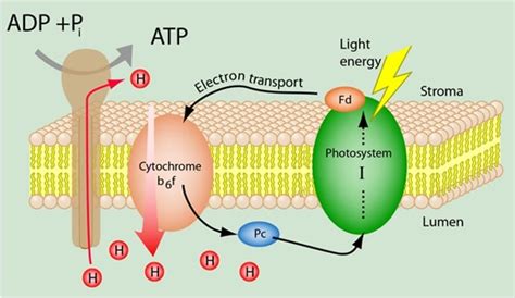 Light Dependent Reaction Definition