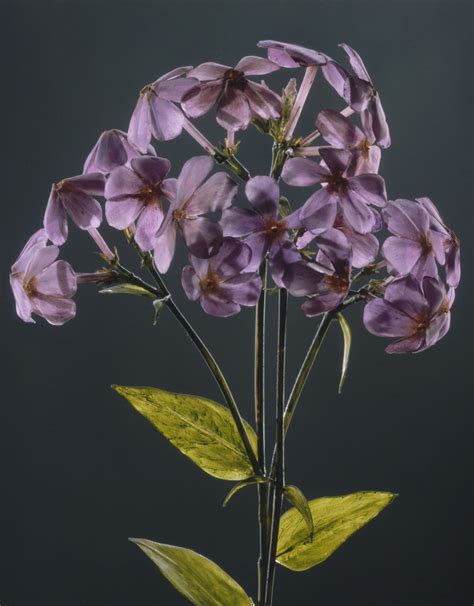 Les Fleurs En Verre Des Blaschka Modèles Didactiques