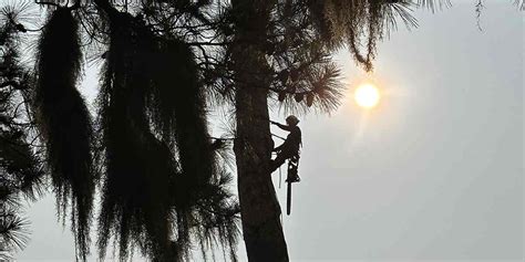 Why Is Pruning Important For Trees In Greenville NC