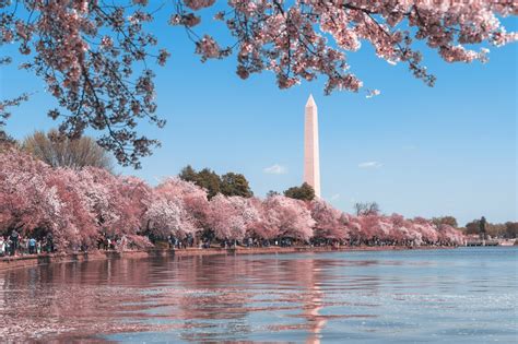 6 Activities To Do During The National Cherry Blossom Festival In