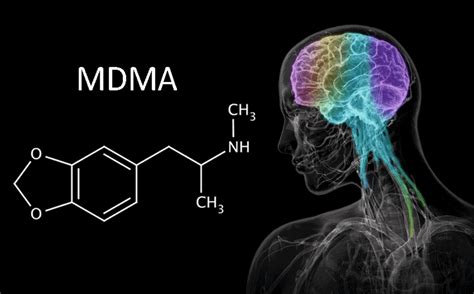 How Mdma Works In The Brain How Mdma And Serotonin Interact To By