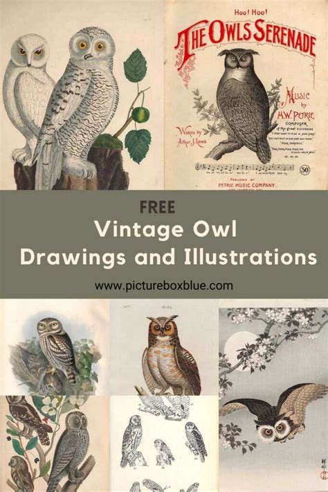 Vintage Owl Drawing