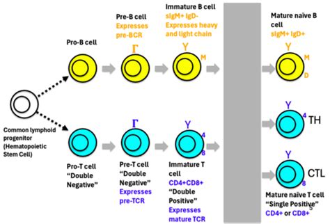 B Lymphocyte Structure And Function Pt 1 And 2 Flashcards Quizlet