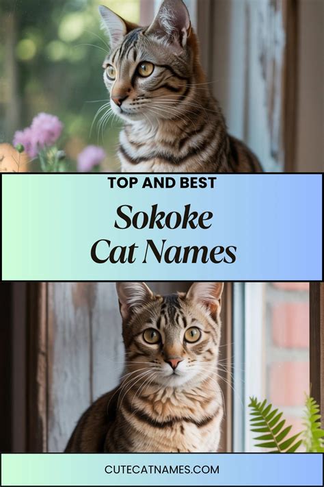 150 Best Cute Calico Cat Names Your Playful Kitty