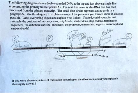 Solved The Following Diagram Shows Double Stranded Dna At The Top And