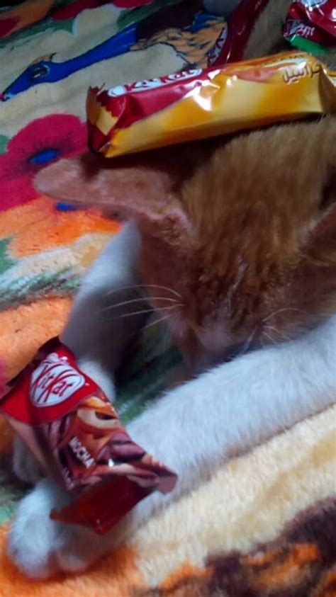 My Chocolate Kitty Cat R Funny