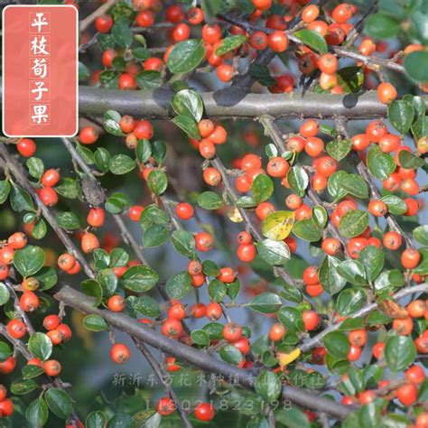 植物荀子简介 荀子植物 荀子植物 大山谷图库