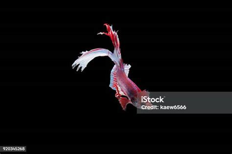 빨간색과 흰색 샴 싸우는 물고기 Betta 물고기 검은 배경에 고립의 움직이는 순간을 캡처하십시오 감금 상태에 대한 스톡 사진 및 기타 이미지 Istock